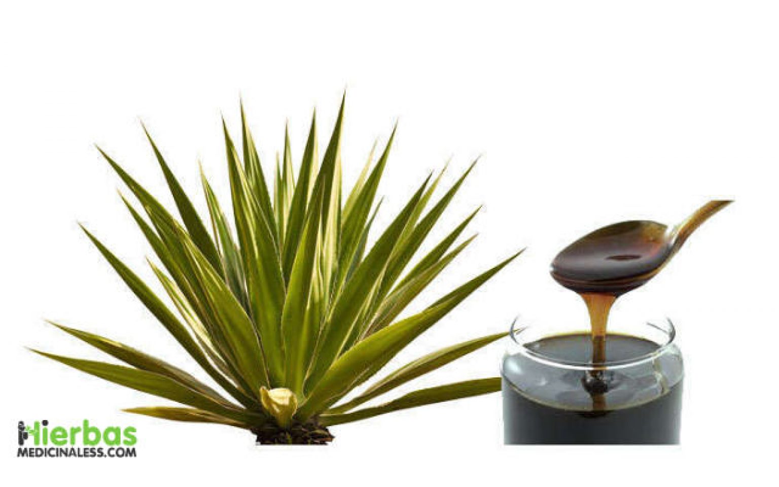 Propiedades y usos del maguey en la salud | Hierbasmedicinaless.com